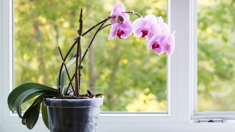 15 Tips For Growing Beautiful Orchid Flowers Indoors