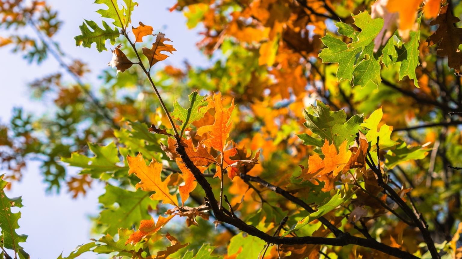 17 US-Native Trees to Plant for Arbor Day