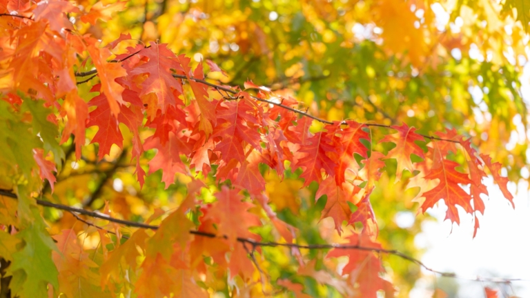 17 US-Native Trees to Plant for Arbor Day