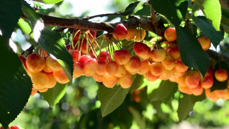 How to Plant, Grow, and Care for 'Rainier' Cherry Trees