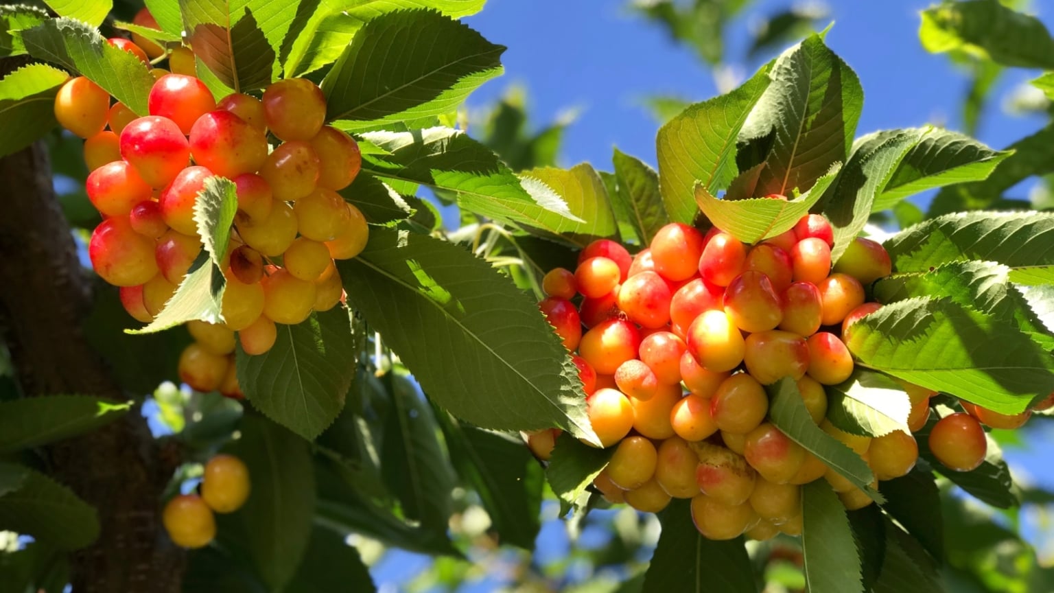 9 Most Delicious Cherry Varieties to Grow for Fresh Eating
