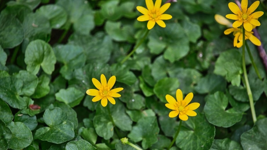 13 Common Spring Weeds to Pull Before They Establish