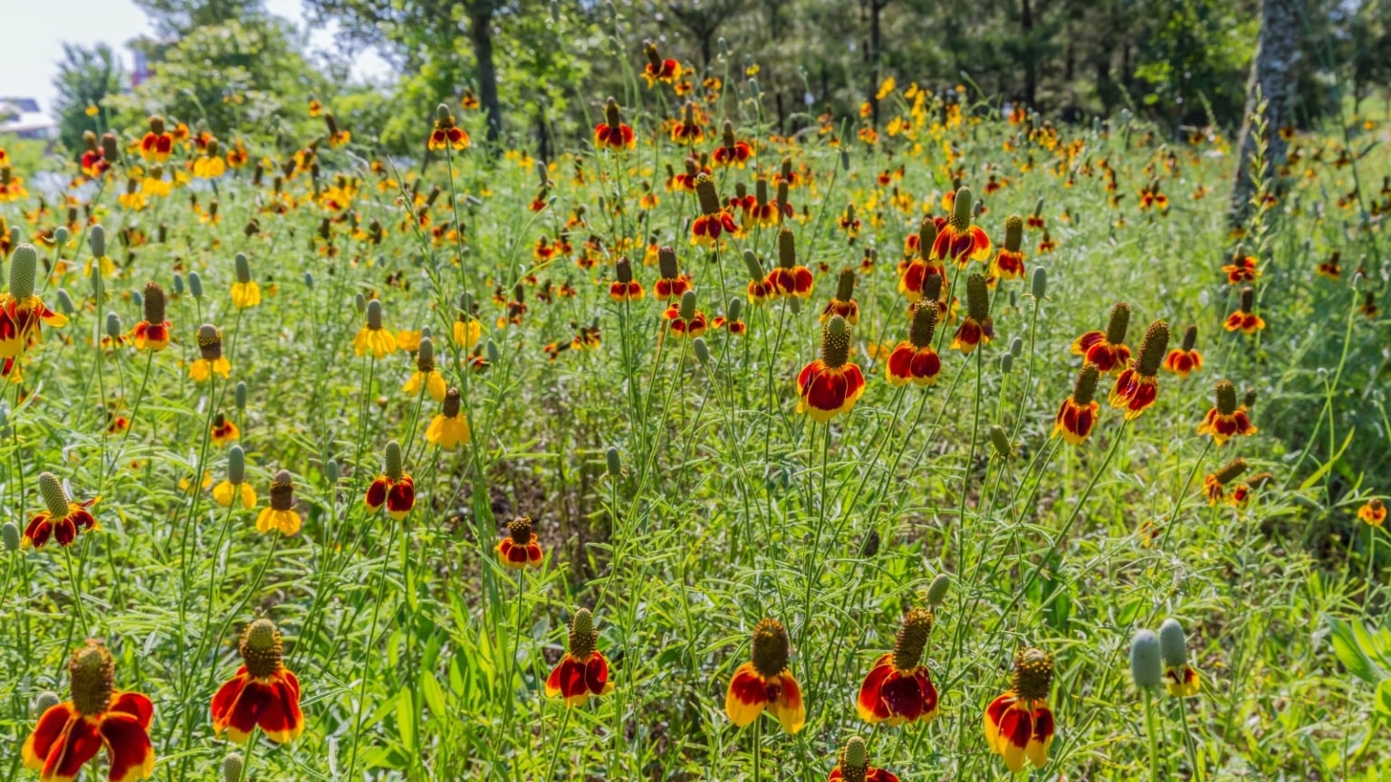 11 Plants Native to Mexico to Grow for Cinco de Mayo