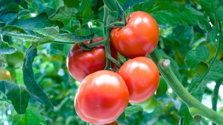 21 Foolproof Tomato Varieties Anyone Can Grow