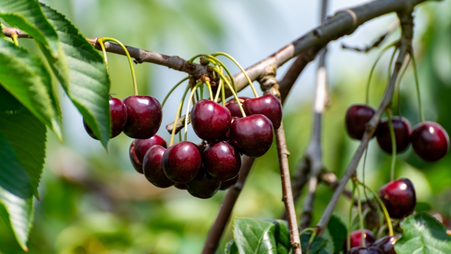 9 Most Delicious Cherry Varieties to Grow for Fresh Eating