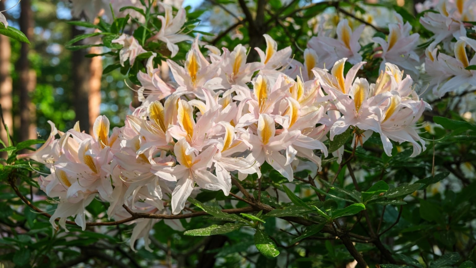 19 Best Pollinator Plants for Shade
