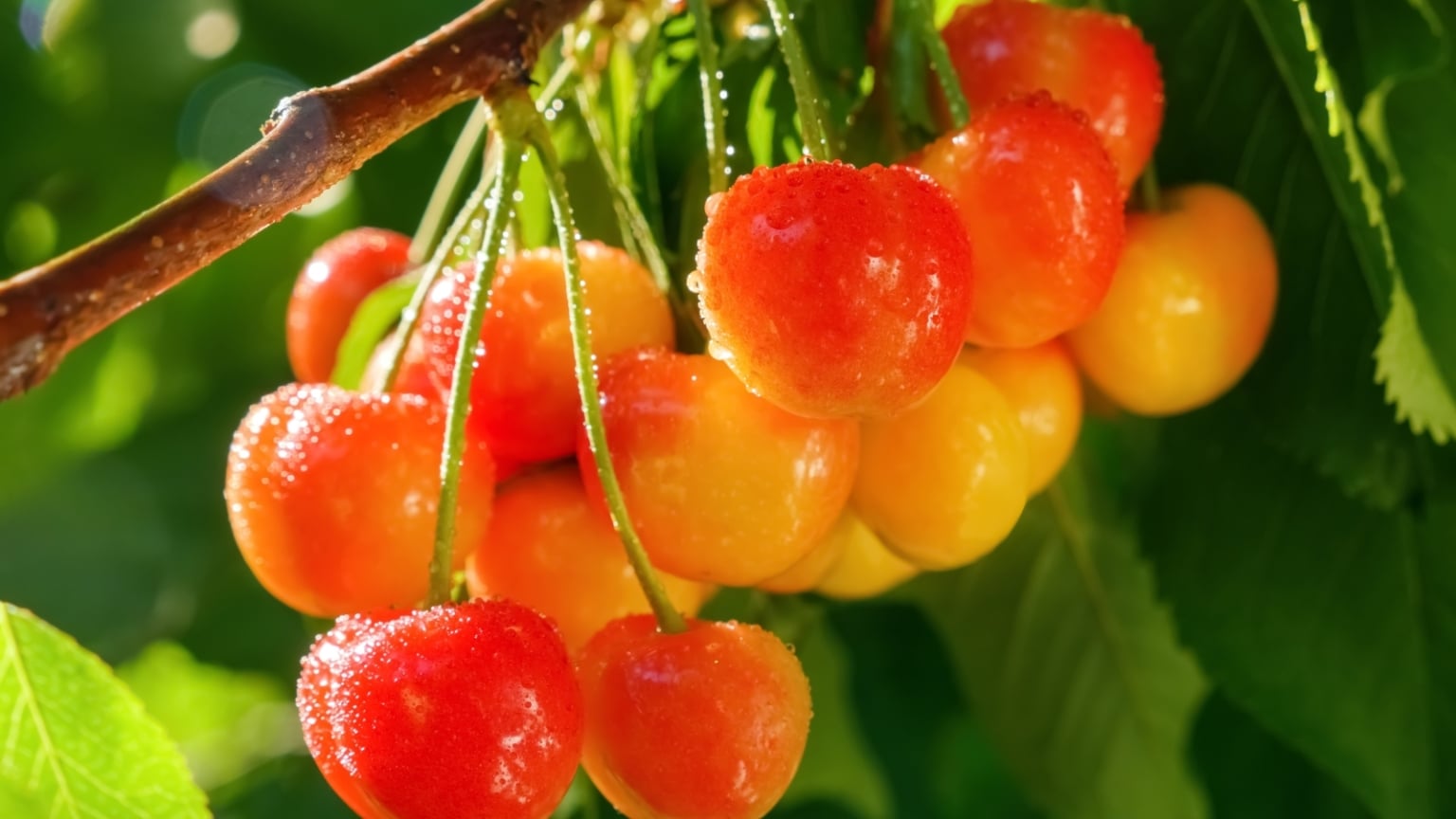 How to Plant, Grow, and Care for 'Rainier' Cherry Trees