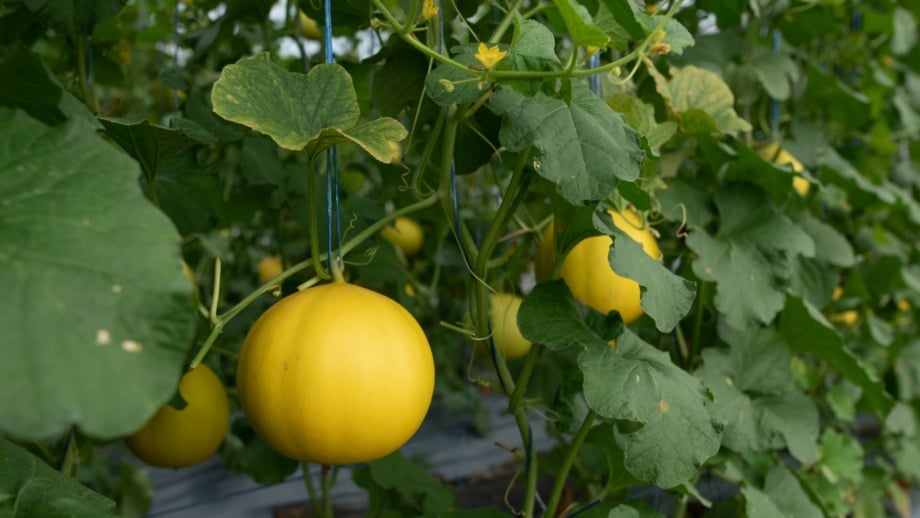 How to Plant, Grow, and Care for Honeydew Melons