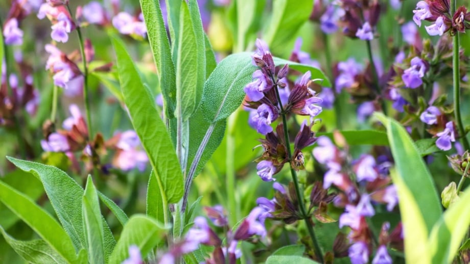 19 Different Types Of Sage For Any Garden Space - Epic Gardening