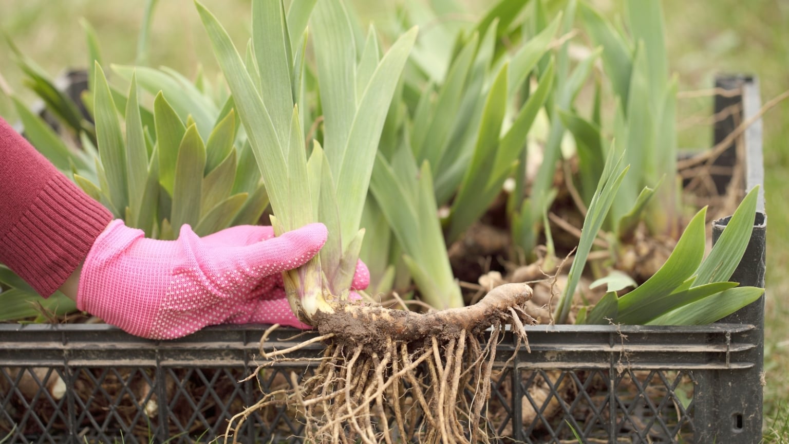How to Divide and Replant Irises for Healthy Blooms