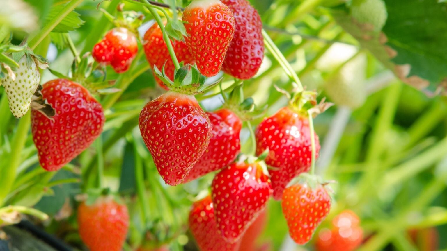 9 Tips for Bigger, Sweeter Homegrown Strawberries