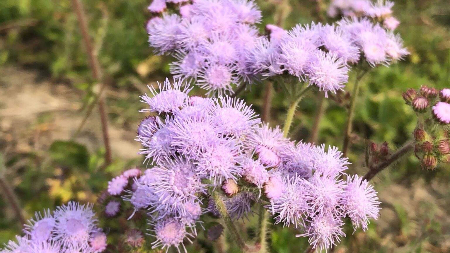 How to Plant, Grow, and Care for Ageratum