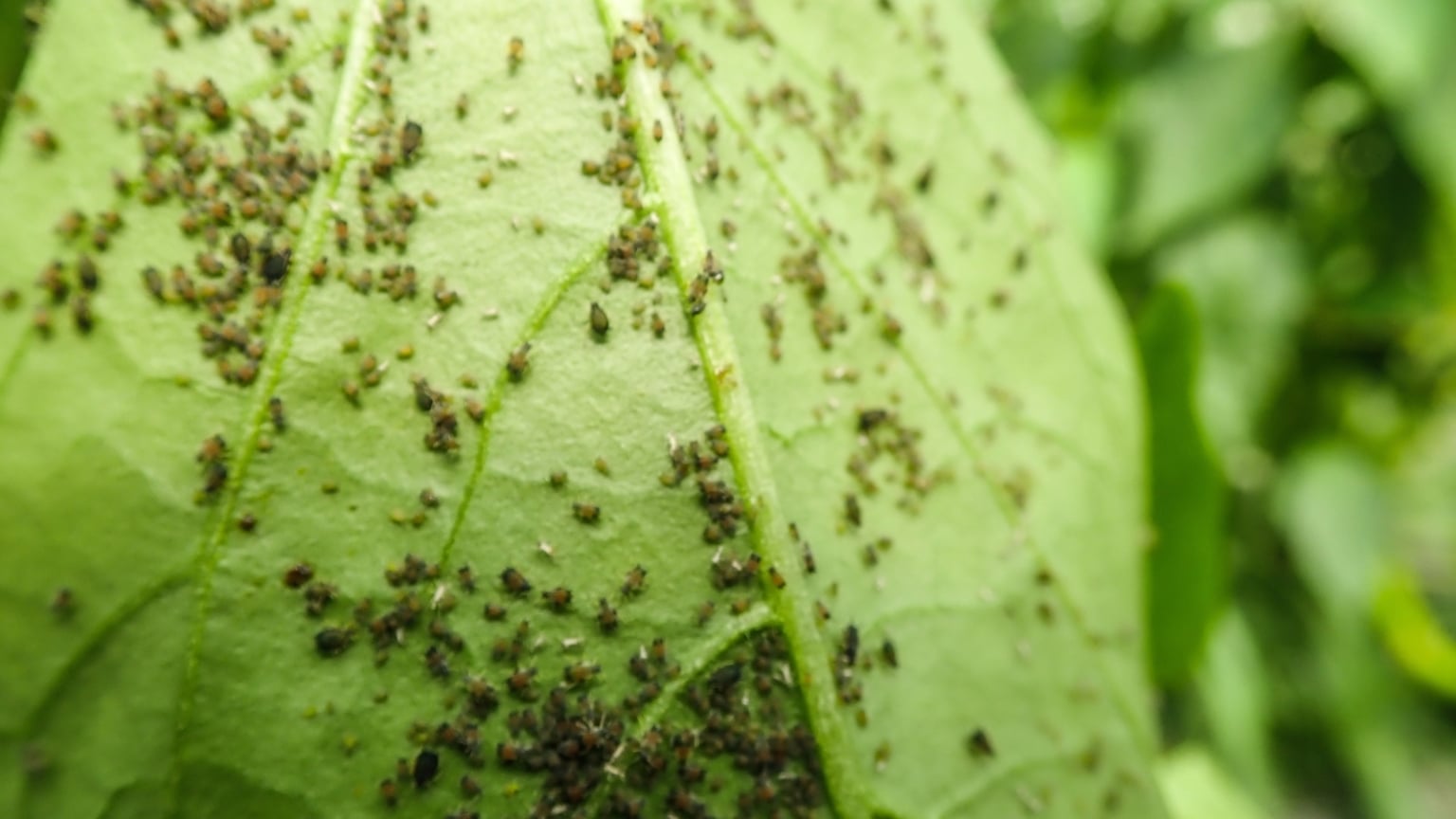 How to Fight Aphids on Lettuce: 7 Pro Grower Tips