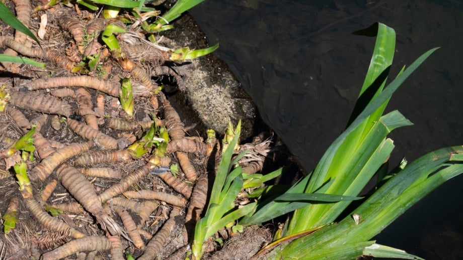 How to Get Rid of Iris Borers in 7 Steps