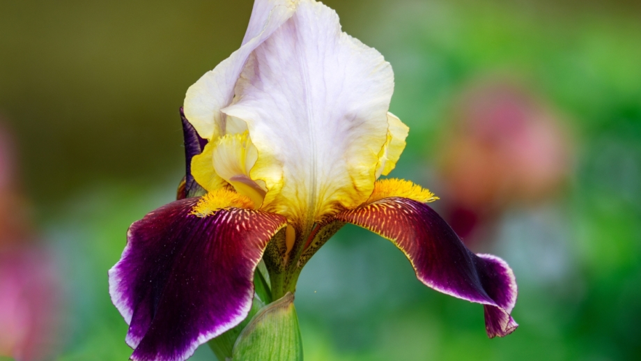 15 Showy Bearded Iris Varieties for Your Garden