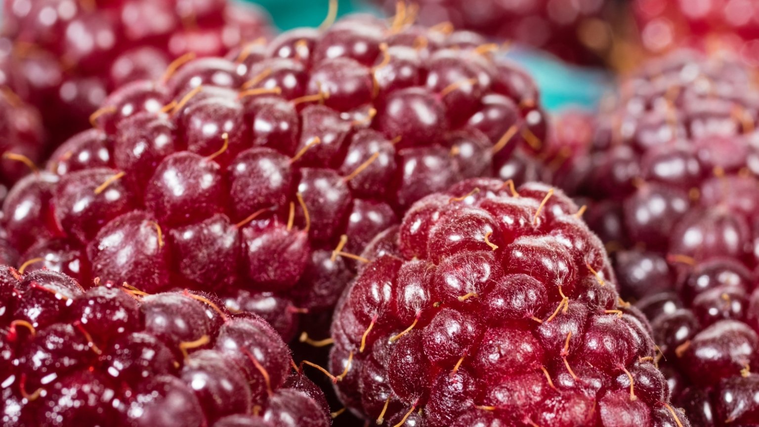 How to Plant, Grow, and Care for Tayberries