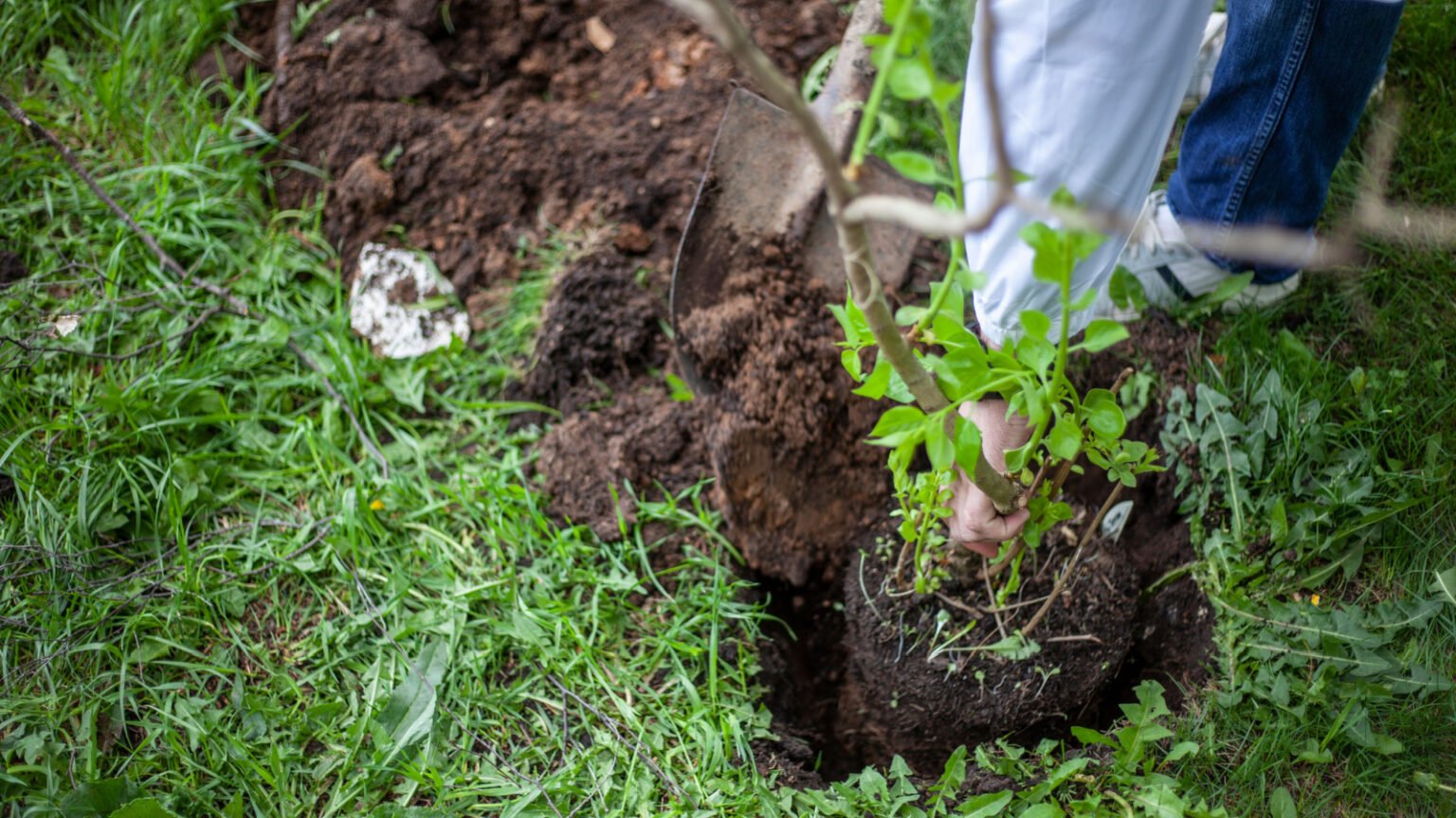 How to Dig and Transplant Lilac Shrub Runners