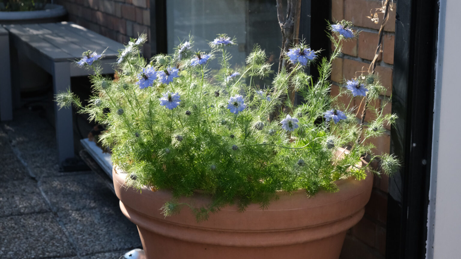 How to Plant, Grow, and Care for Love-in-a-Mist (Nigella) flowers