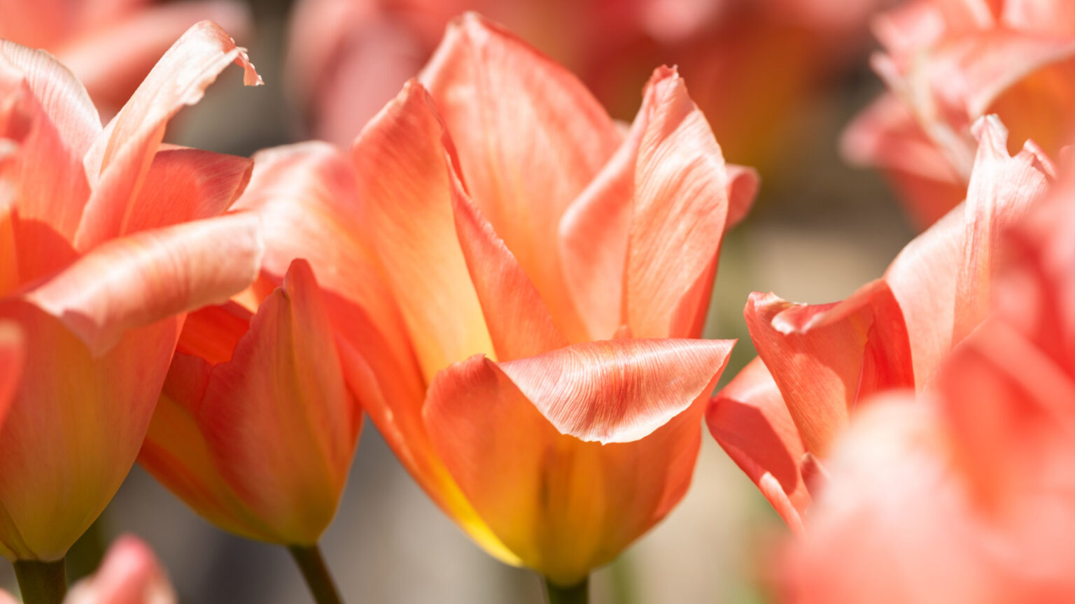 How and When to Cut Tulips for Long-Lasting Bouquets