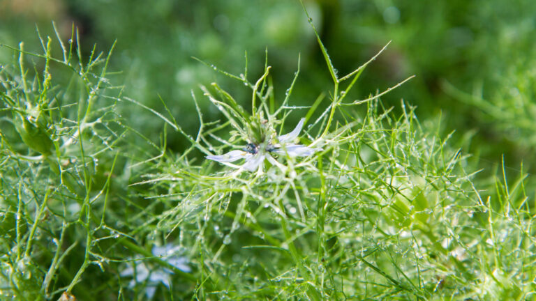 How to Plant, Grow, and Care for Love-in-a-Mist (Nigella) flowers