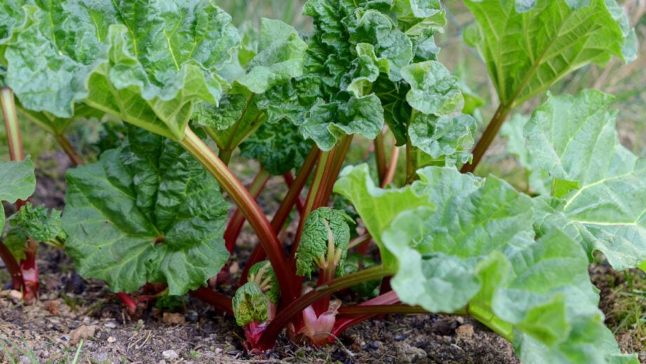11 Vegetables So Productive You Should Only Grow One Plant