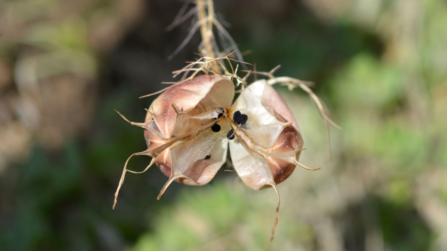 How to Plant, Grow, and Care for Love-in-a-Mist (Nigella) flowers