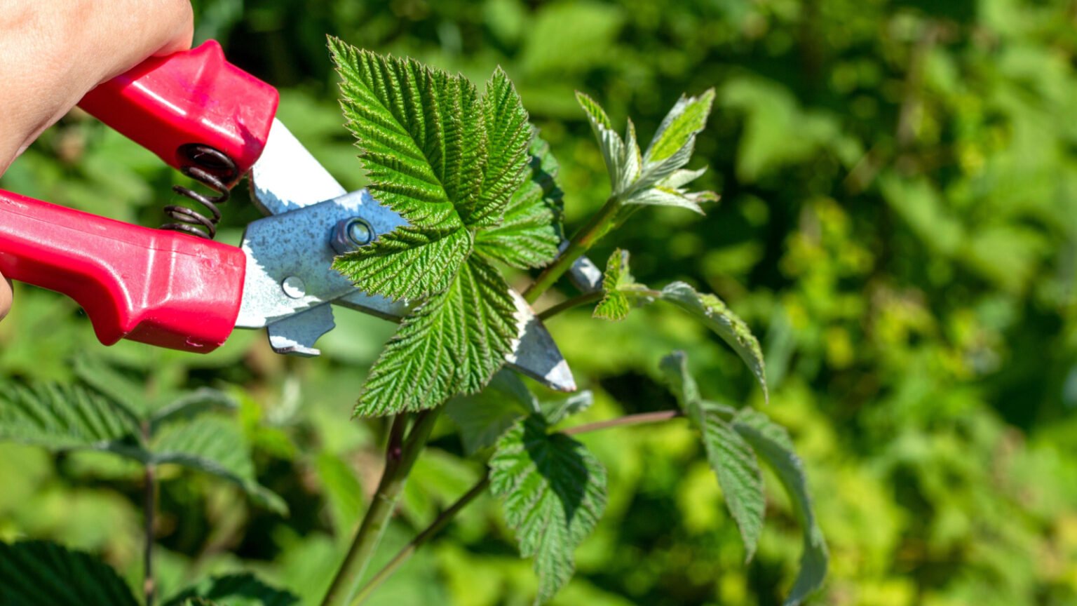 How to Plant, Grow, and Care for Tayberries