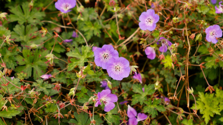 9 Award-Winning Geranium Varieties to Plant This Spring