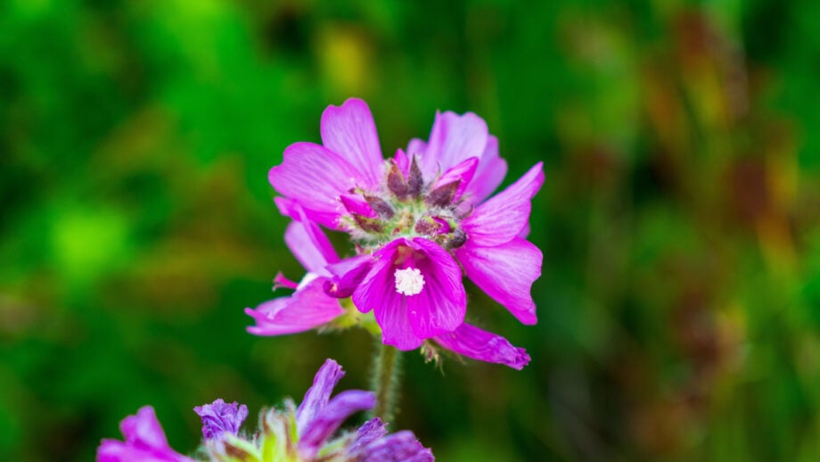 21 Native Plants for Pollinators in Northwest Gardens