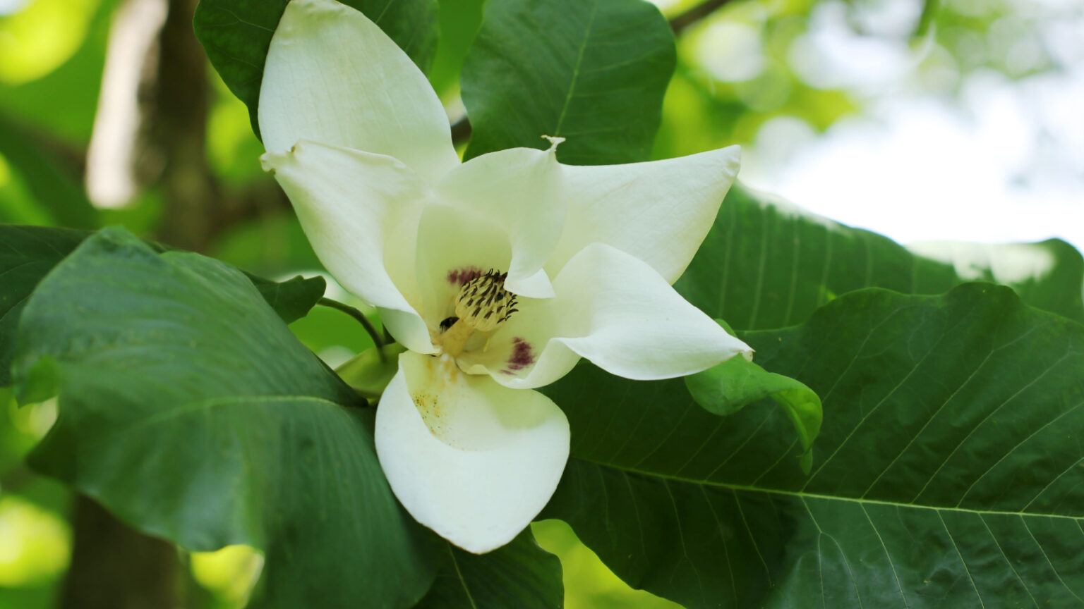 17 US-Native Trees to Plant for Arbor Day