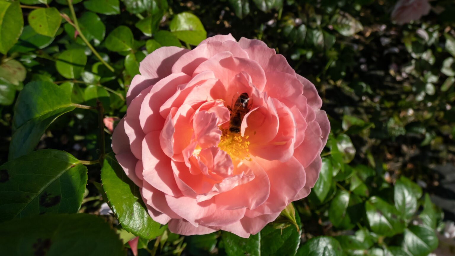 7 Tips for Growing Climbing Roses in Pots and Containers