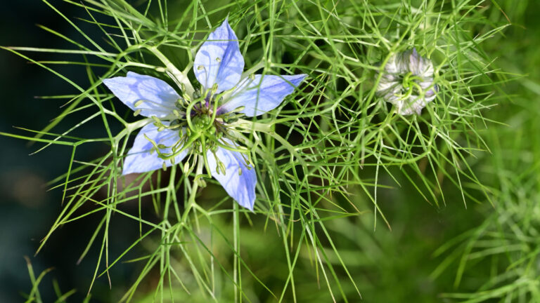 How to Plant, Grow, and Care for Love-in-a-Mist (Nigella) flowers