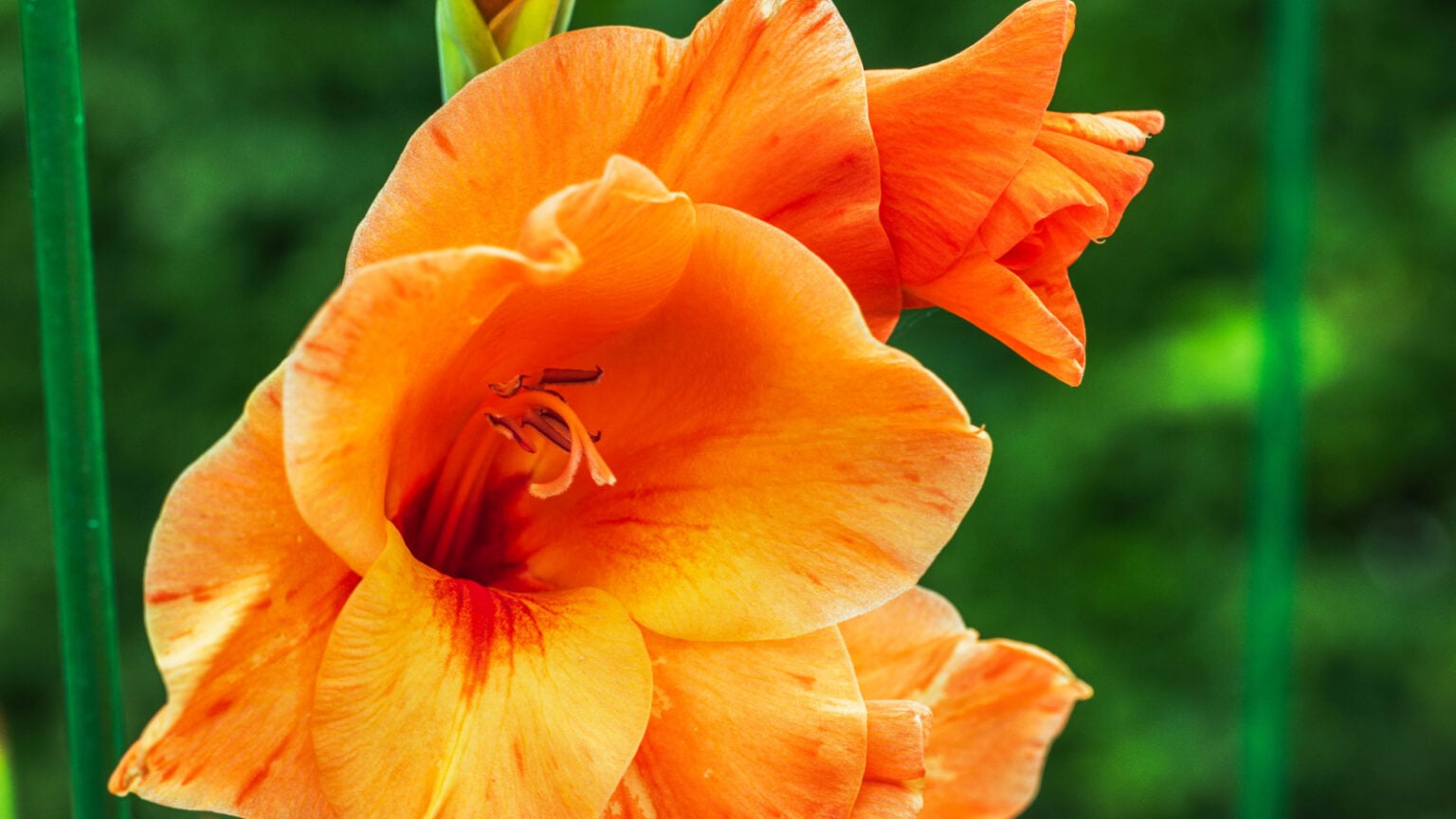 13 Pretty Gladiolus Varieties to Plant This Spring