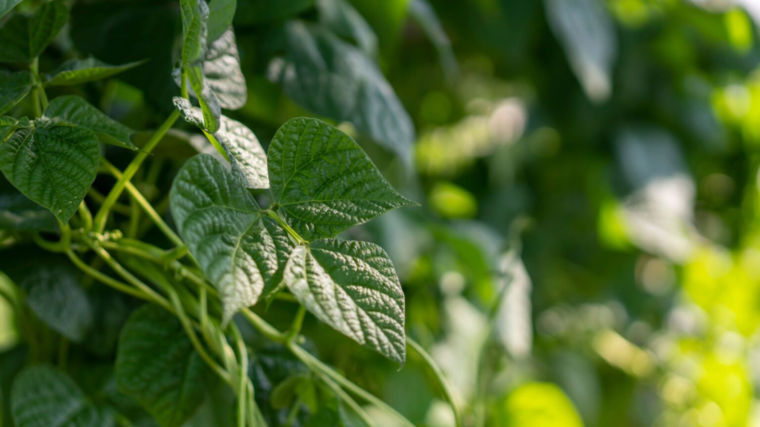 How to Plant, Grow, and Care for Green Beans