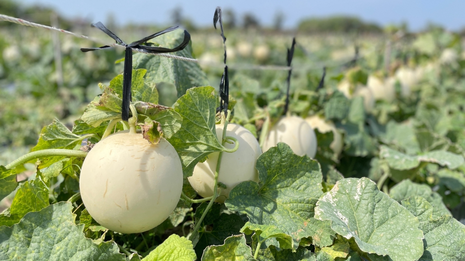 How to Plant, Grow, and Care for Honeydew Melons