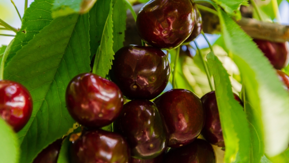 9 Most Delicious Cherry Varieties to Grow for Fresh Eating