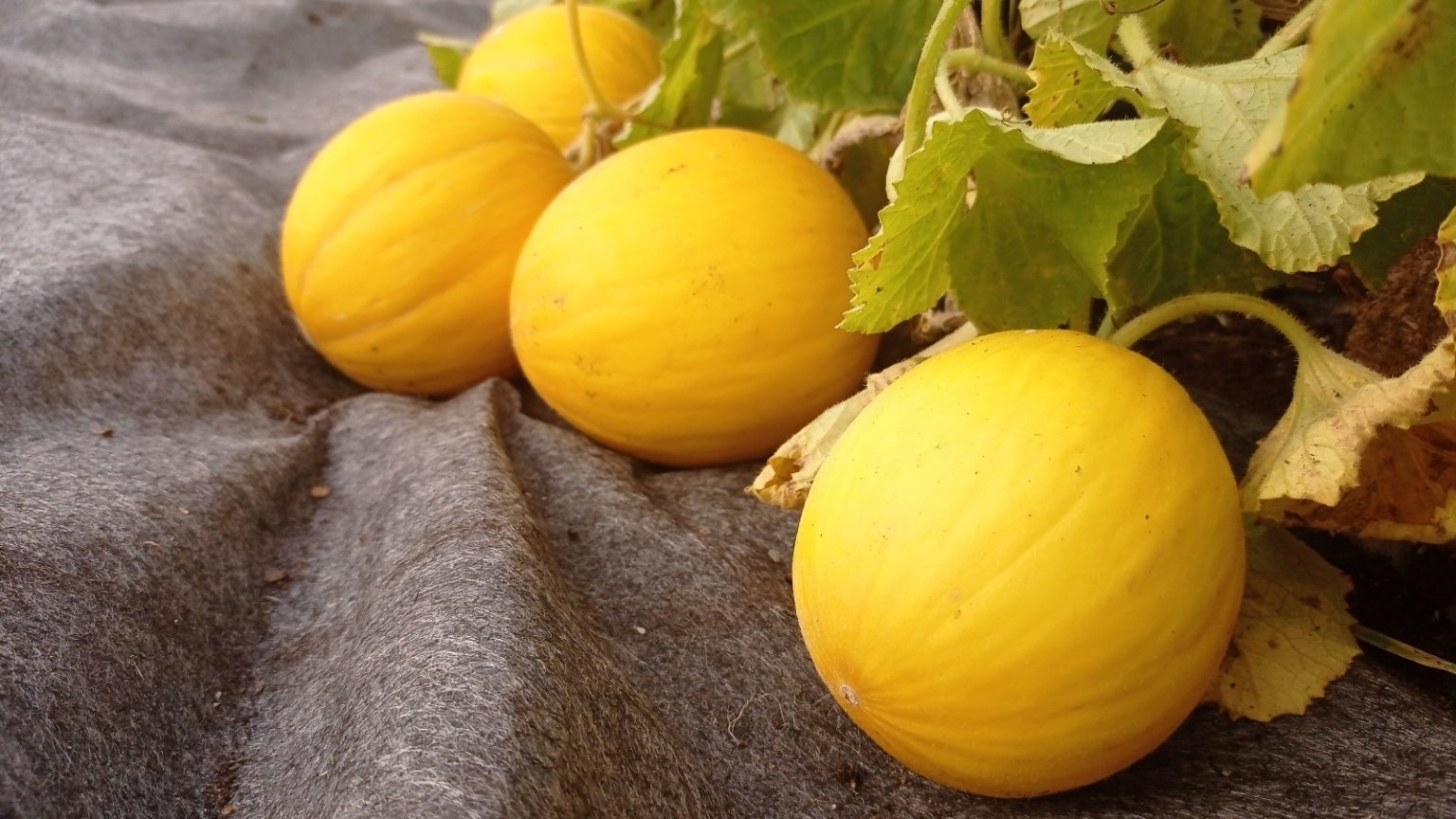 How to Plant, Grow, and Care for Honeydew Melons