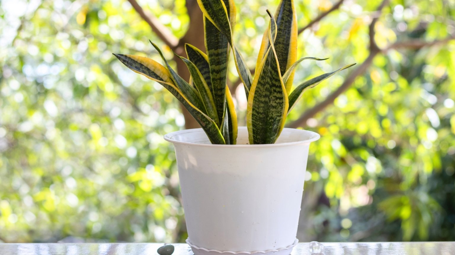 How Long Can You Leave Plants in the Nursery Pot?