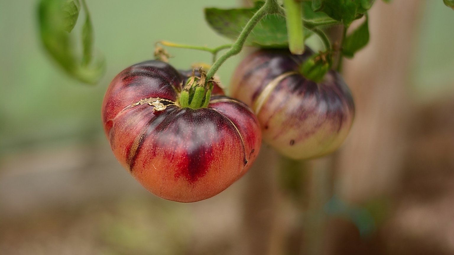 11 Dwarf Tomato Varieties You Can Grow Anywhere