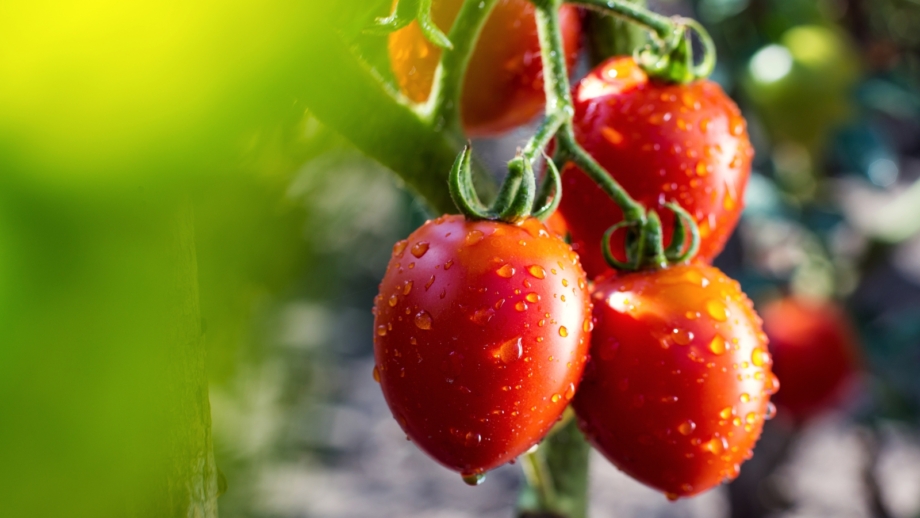 11 Dwarf Tomato Varieties You Can Grow Anywhere