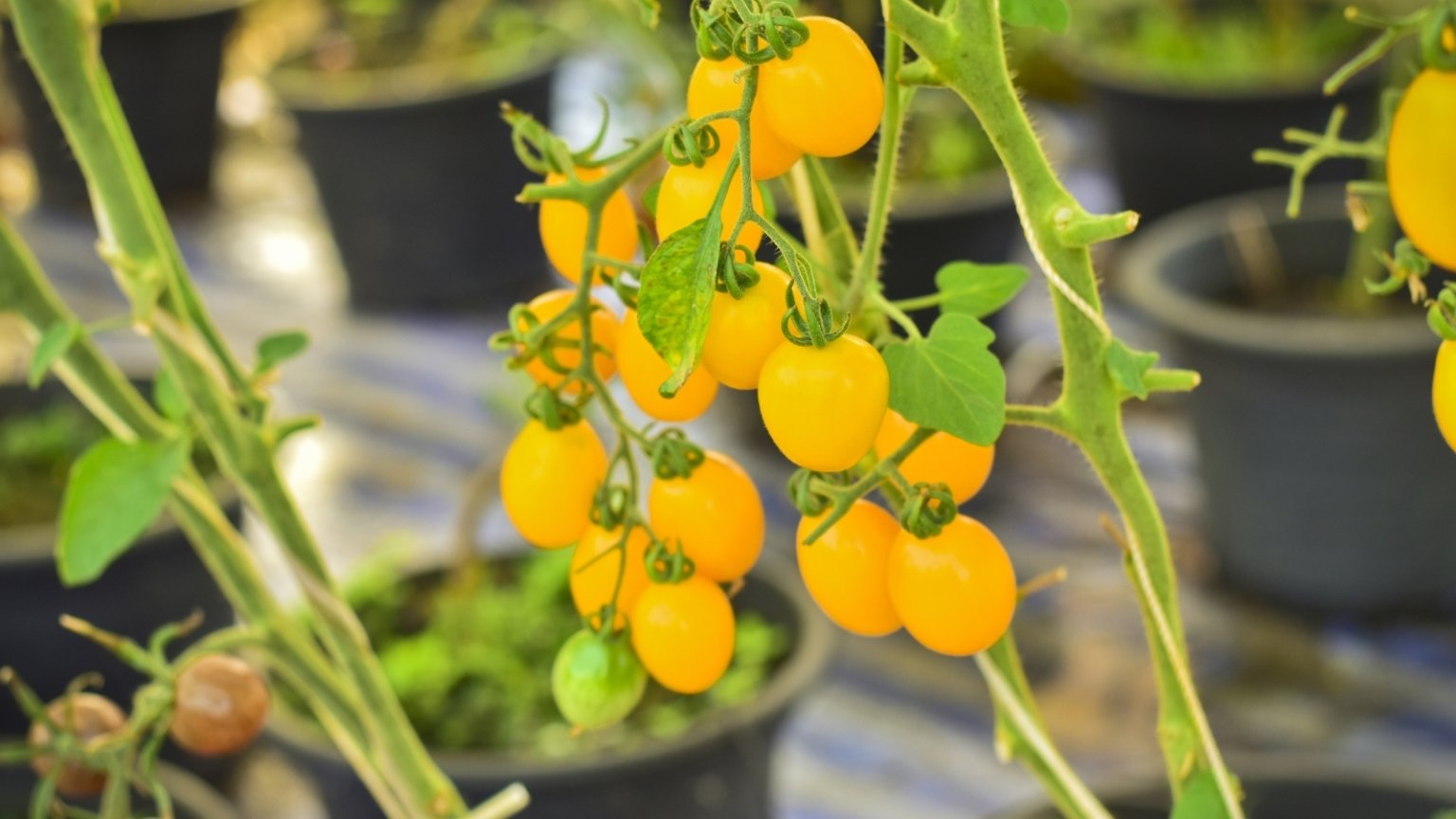 9 Determinate Tomato Varieties We Love