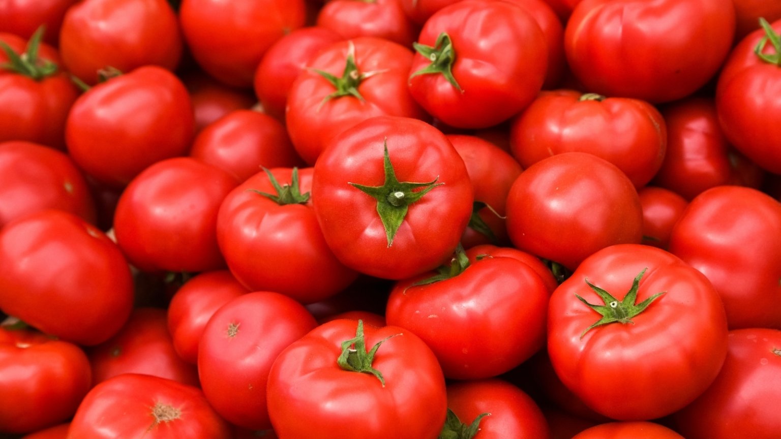 11 Dwarf Tomato Varieties You Can Grow Anywhere