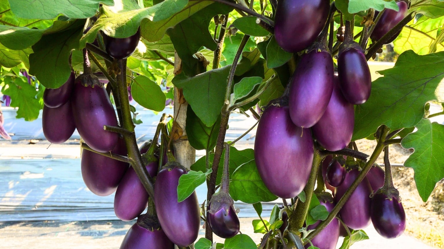 Our 19 Favorite Edible Plants to Grow in Pots and Containers