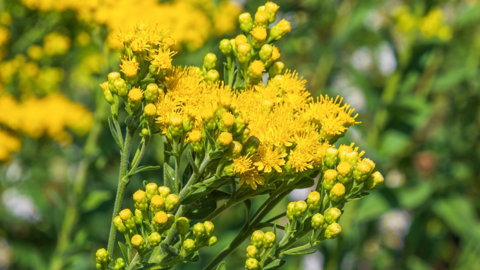 15 Native Plants for Pollinators in Northeast US Gardens