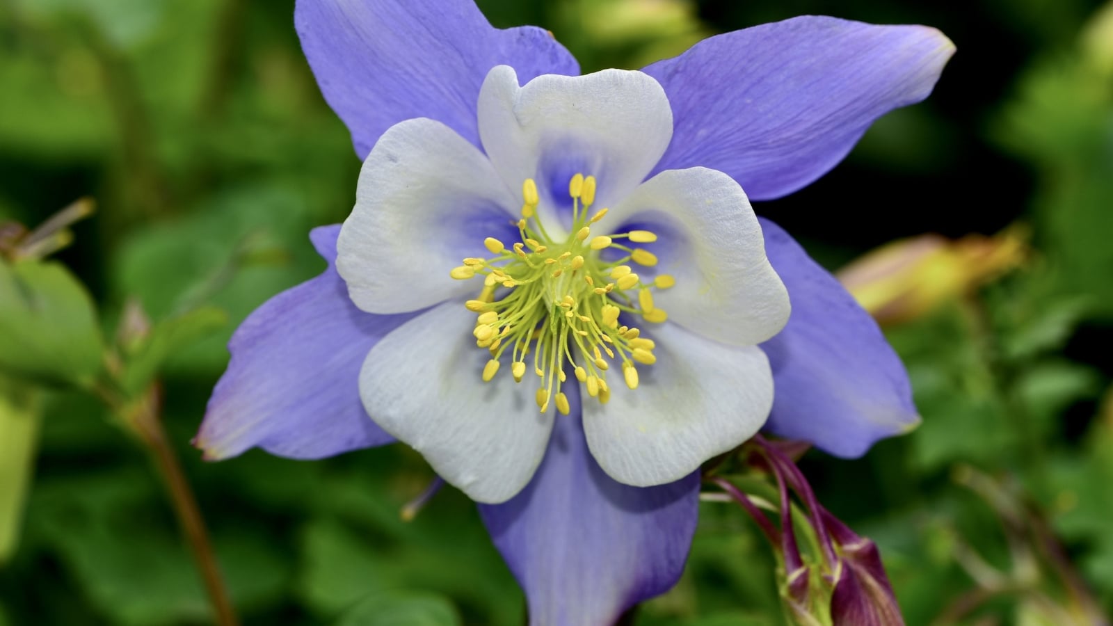 9 Beautiful Columbine Varieties for Shade Gardens