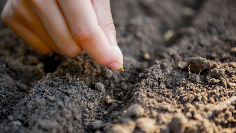 11 Vegetable Seeds You Can Direct Sow in May
