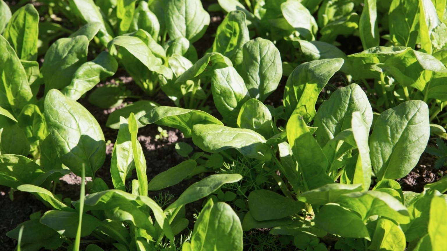 13 Crops You Should Succession Plant This Year