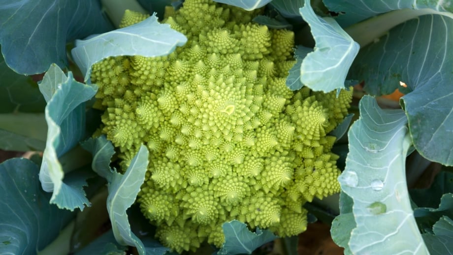 How to Plant, Grow, and Care for Romanesco Broccoli