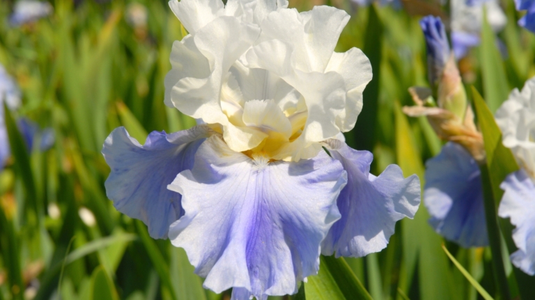 15 Showy Bearded Iris Varieties for Your Garden