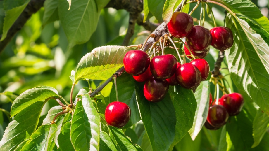 9 Most Delicious Cherry Varieties to Grow for Fresh Eating